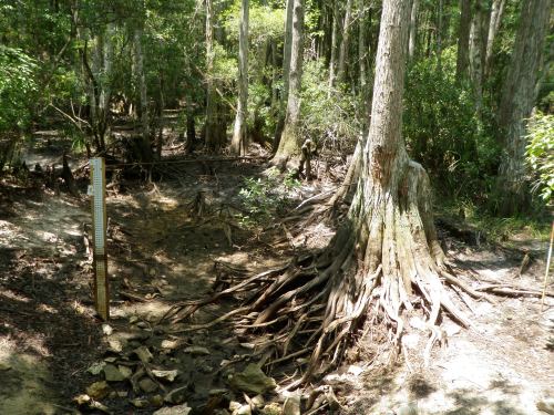 Ecosystems Lab at USF | Ecology, biogeochemistry, and human-environment ...